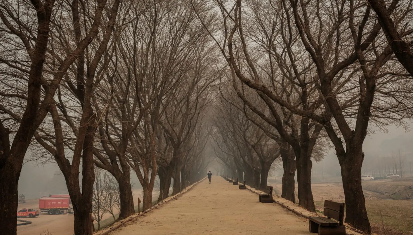 حرائق غابات كوريا الجنوبية المستعرة تكشف الواقع القاسي لأزمة ‏المناخ ...